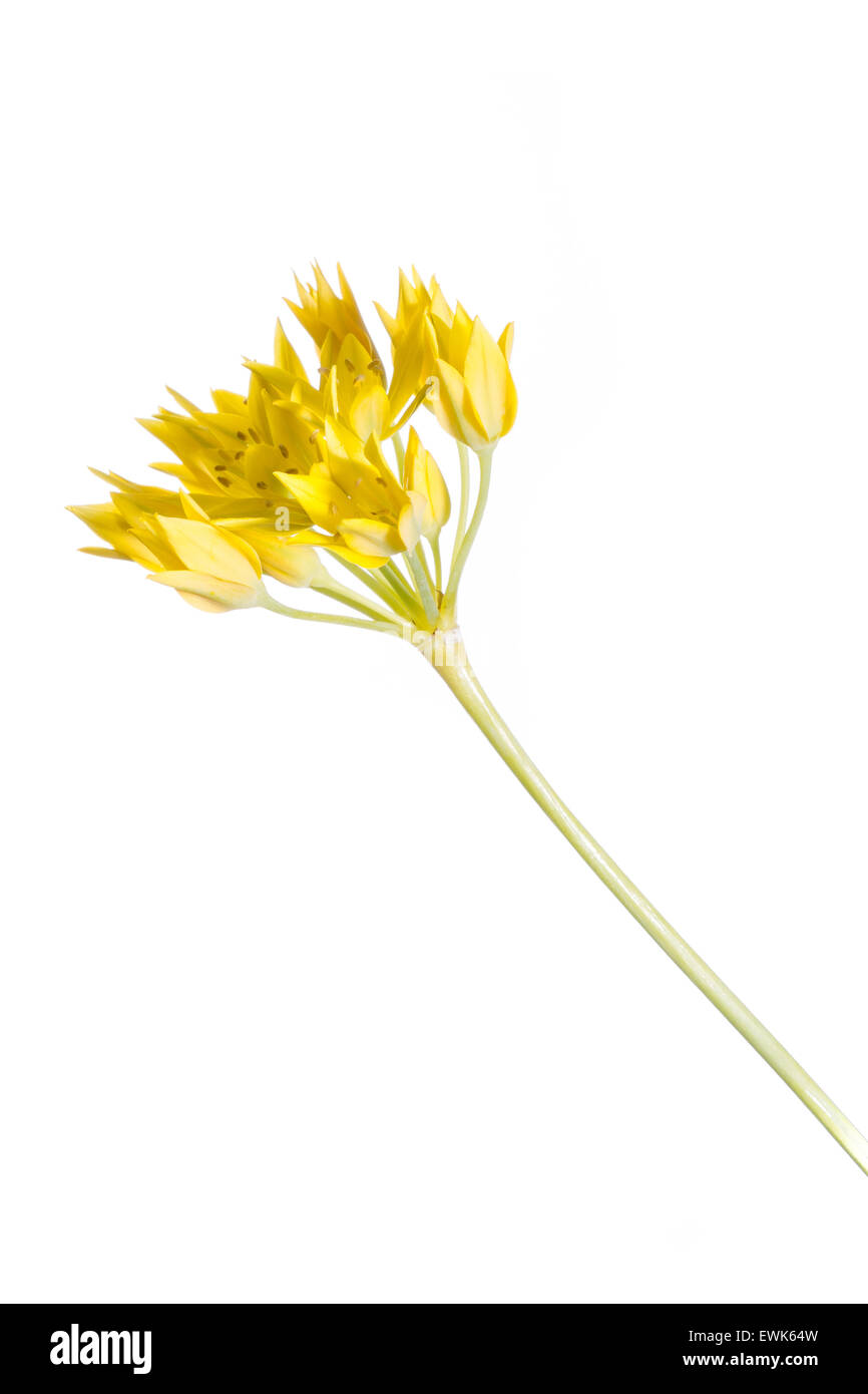 Allium moly flower against bright white background using outdoor studio ...