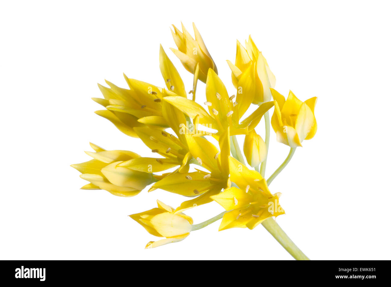 Allium moly flower against bright white background using outdoor studio ...