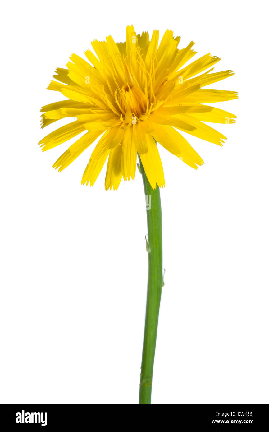 Cats ear flower against bright white background using outdoor studio ...