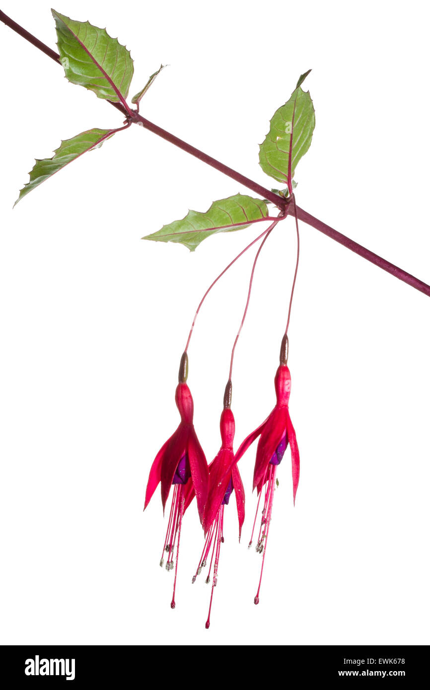 Fuscia Stock Photos & Fuscia Stock Images - Alamy