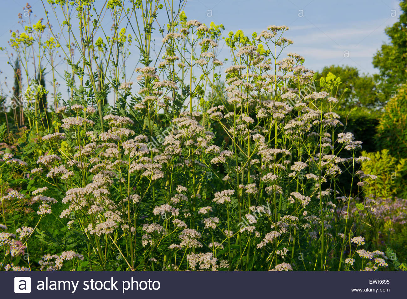 Valerian Herb Stock Photos & Valerian Herb Stock Images - Alamy