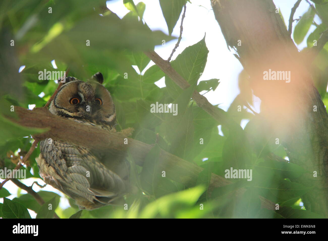 Little owl on tree hi-res stock photography and images - Alamy
