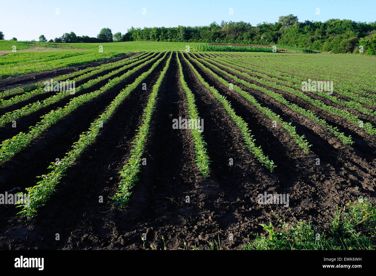 Seed sprouting farm hi-res stock photography and images - Alamy