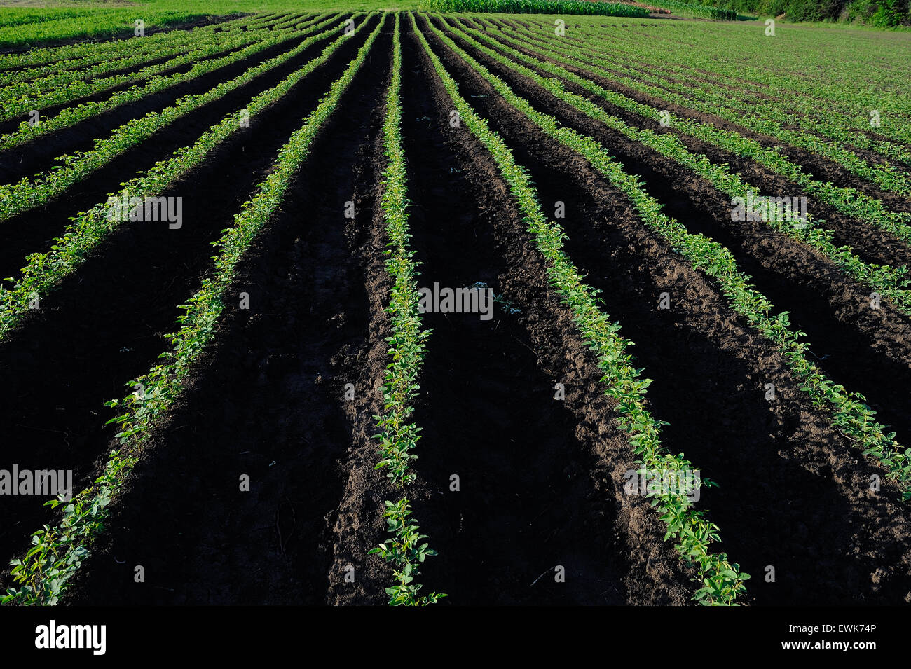 Rows of sprouting seed Stock Photo - Alamy