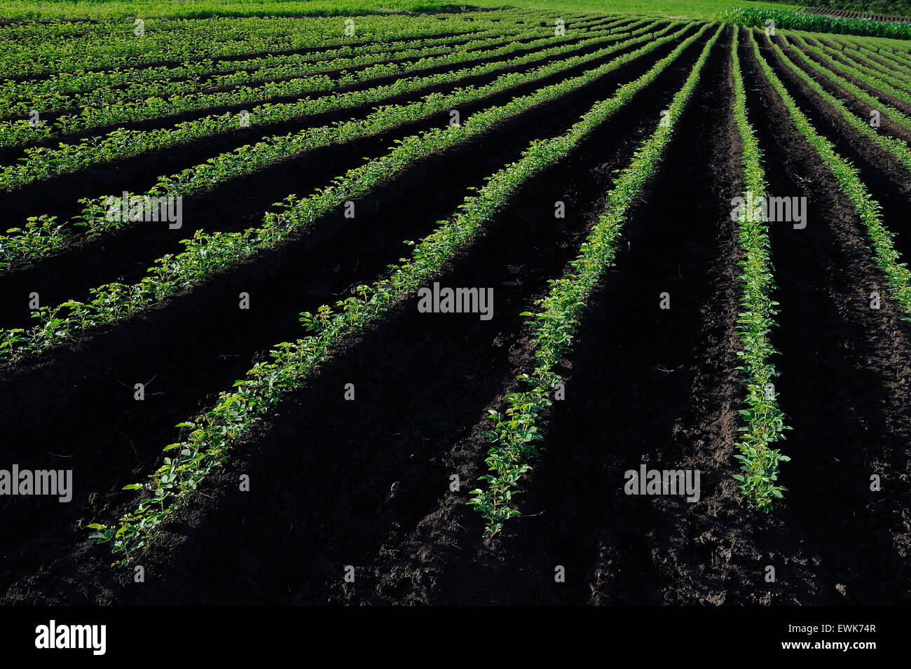 Seed sprouting farm hi-res stock photography and images - Alamy