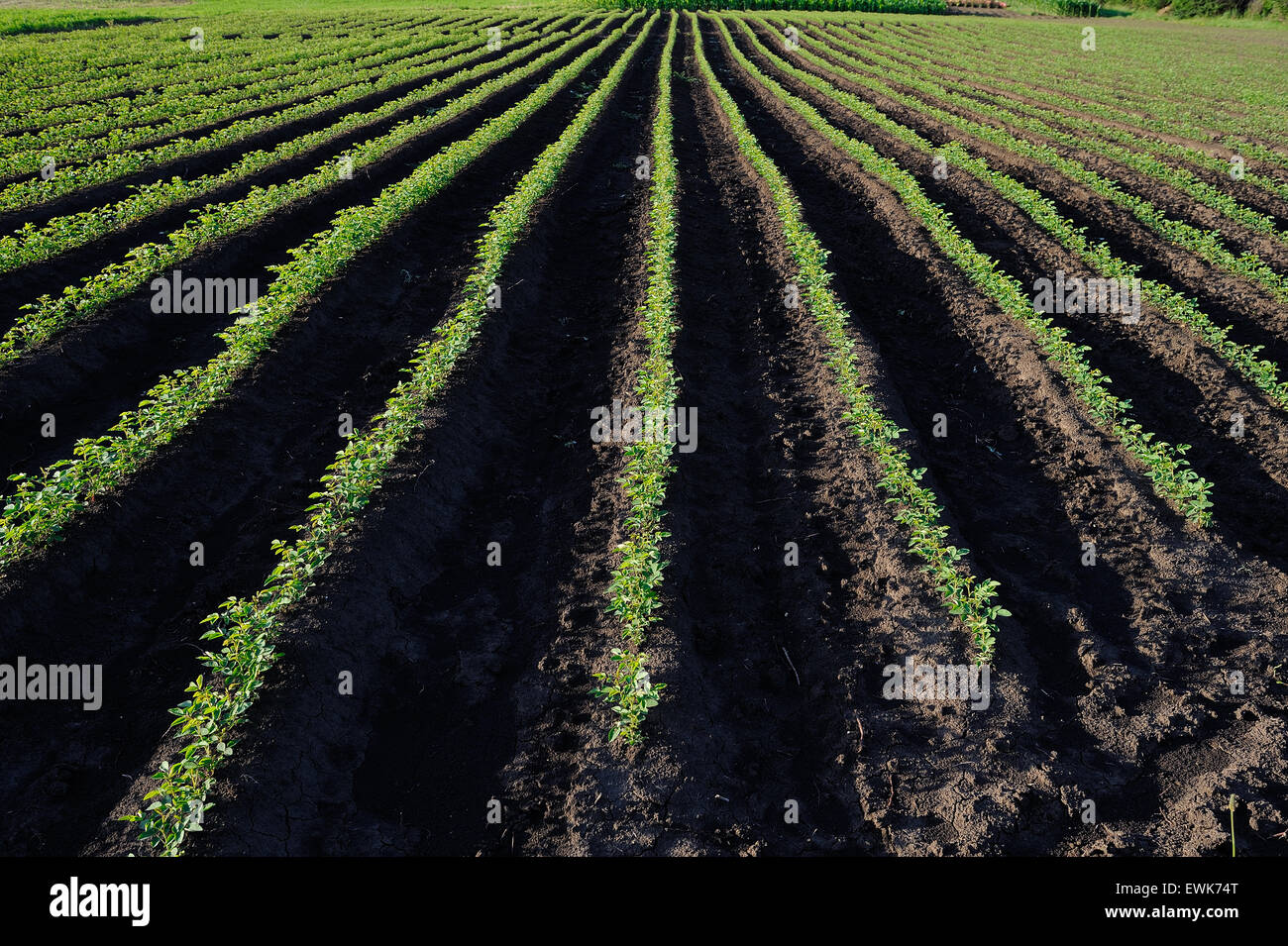 Seed sprouting farm hi-res stock photography and images - Alamy