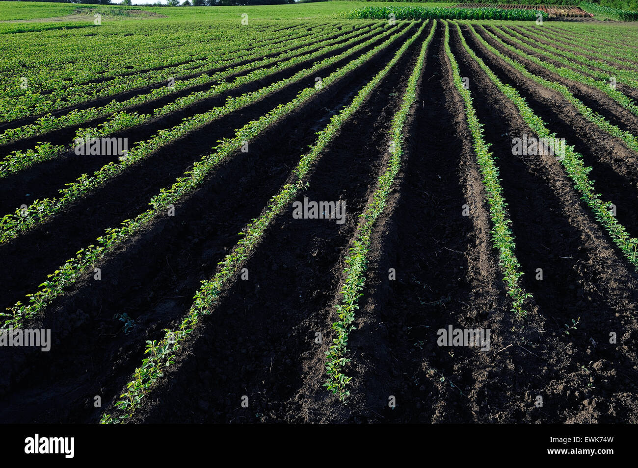 Rows of sprouting seed Stock Photo - Alamy