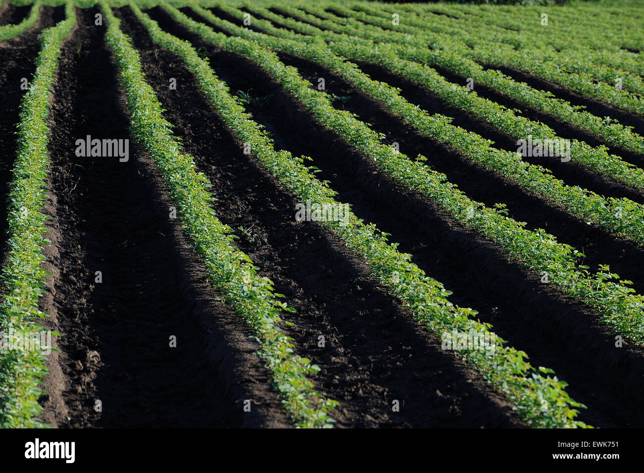 Rows of sprouting seed Stock Photo - Alamy