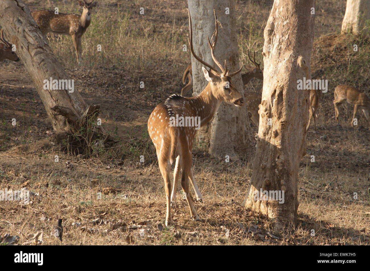 Indian male spotted Deer Stock Photo - Alamy