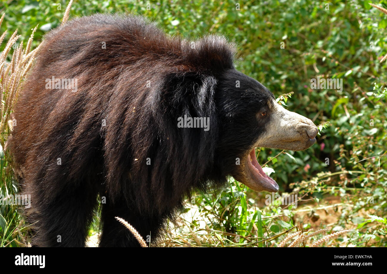 Sloth Bear (Melursus Ursinus Stock Photo - Alamy