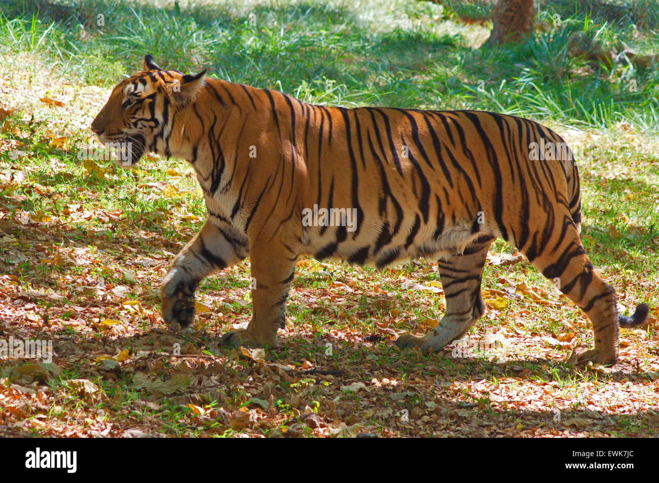 Felis tigris hi-res stock photography and images - Alamy