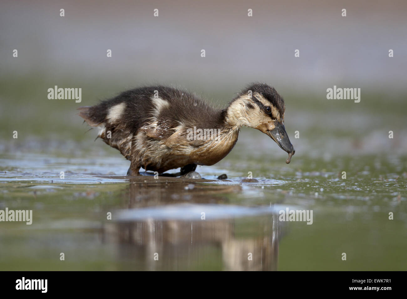 Mallard, Anas platyrhynchos, single duckling in water, Warwickshire ...