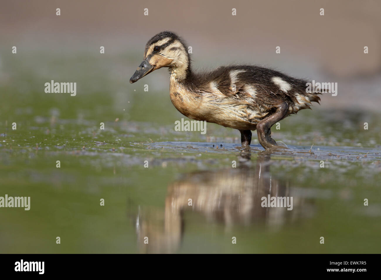 Mallard, Anas platyrhynchos, single duckling in water, Warwickshire ...