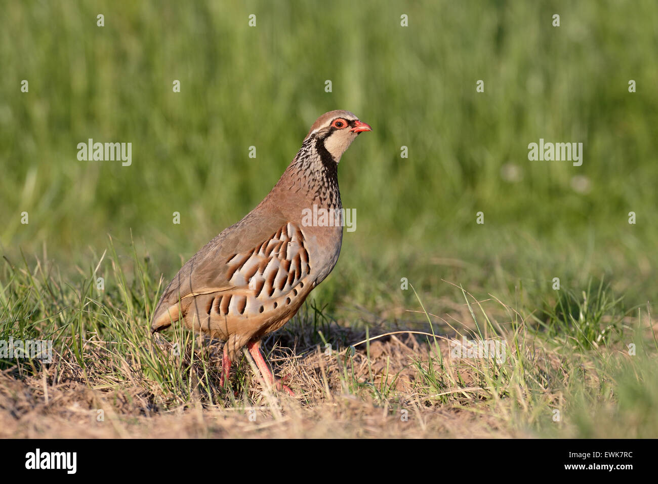 Red-legged partridge, Alectoris rufa, single bird in grass ...