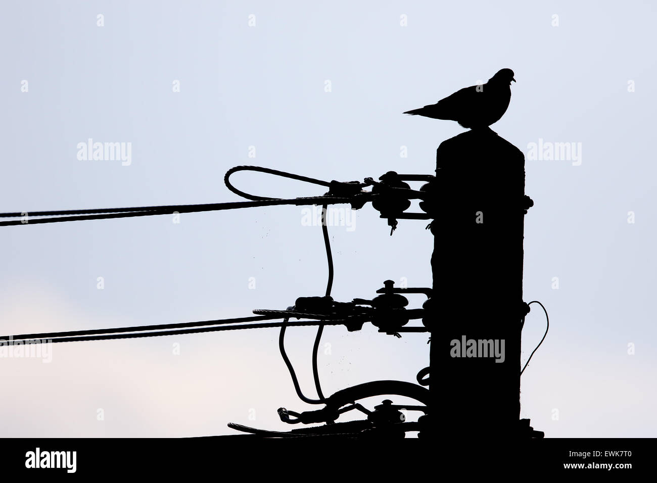 Turtle dove on pole hi-res stock photography and images - Alamy