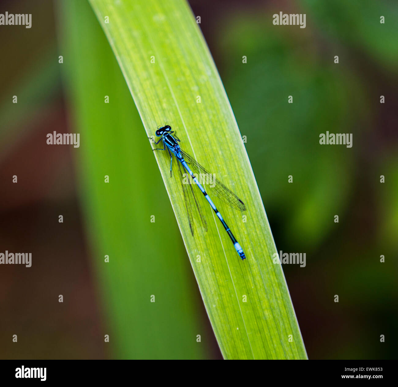 Damselfly uk trees hi-res stock photography and images - Alamy