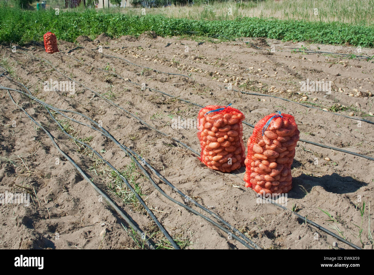 Greek fresh organic potatoes collected and packaged in red (sacks ...