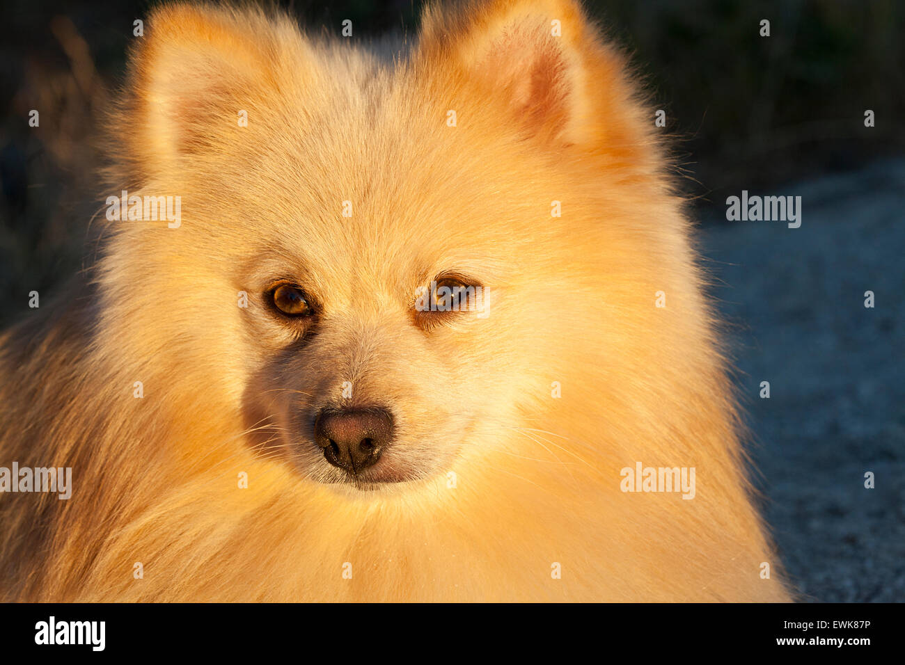 German sptiz hi-res stock photography and images - Alamy