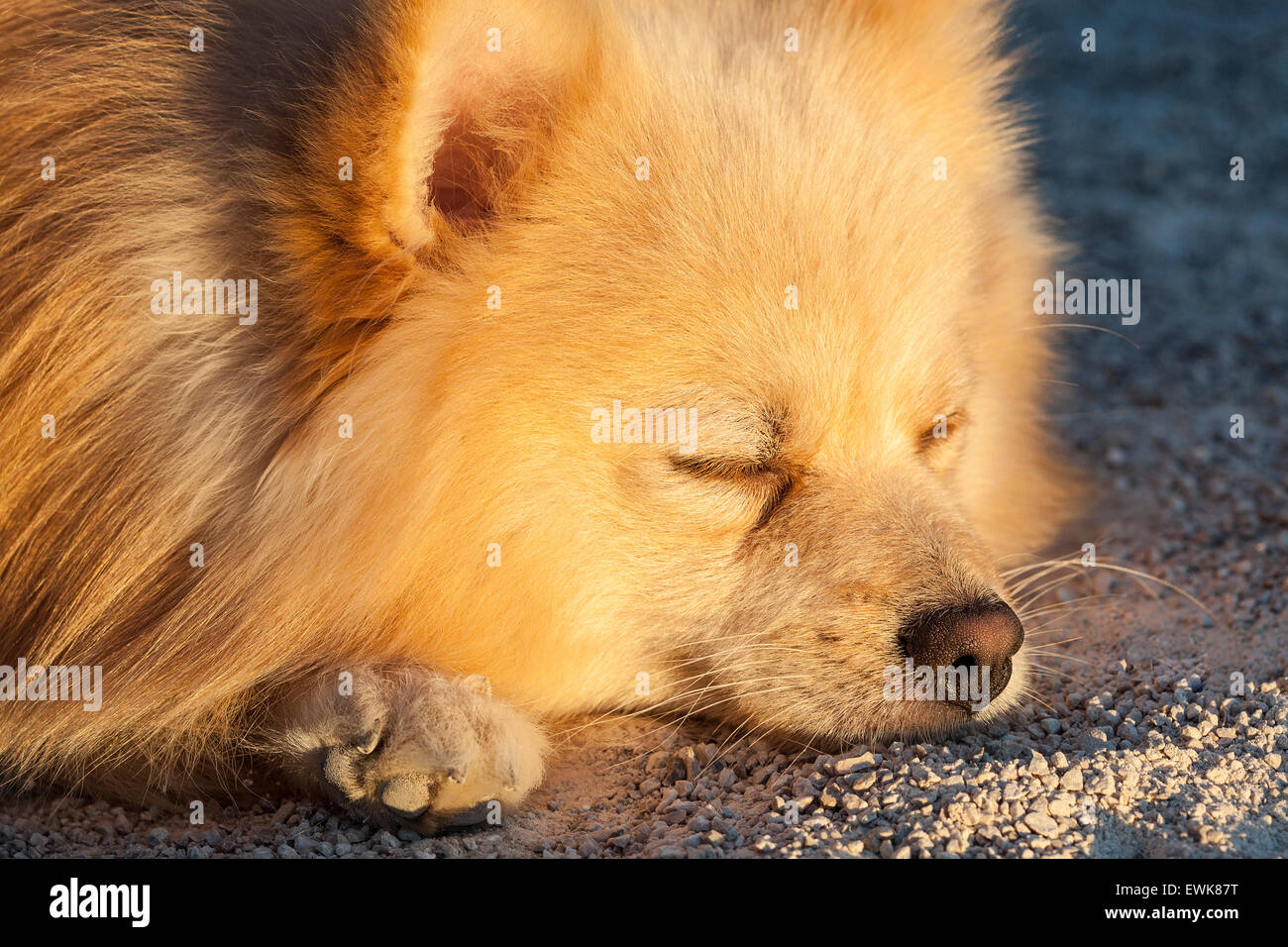 German sptiz hi-res stock photography and images - Alamy