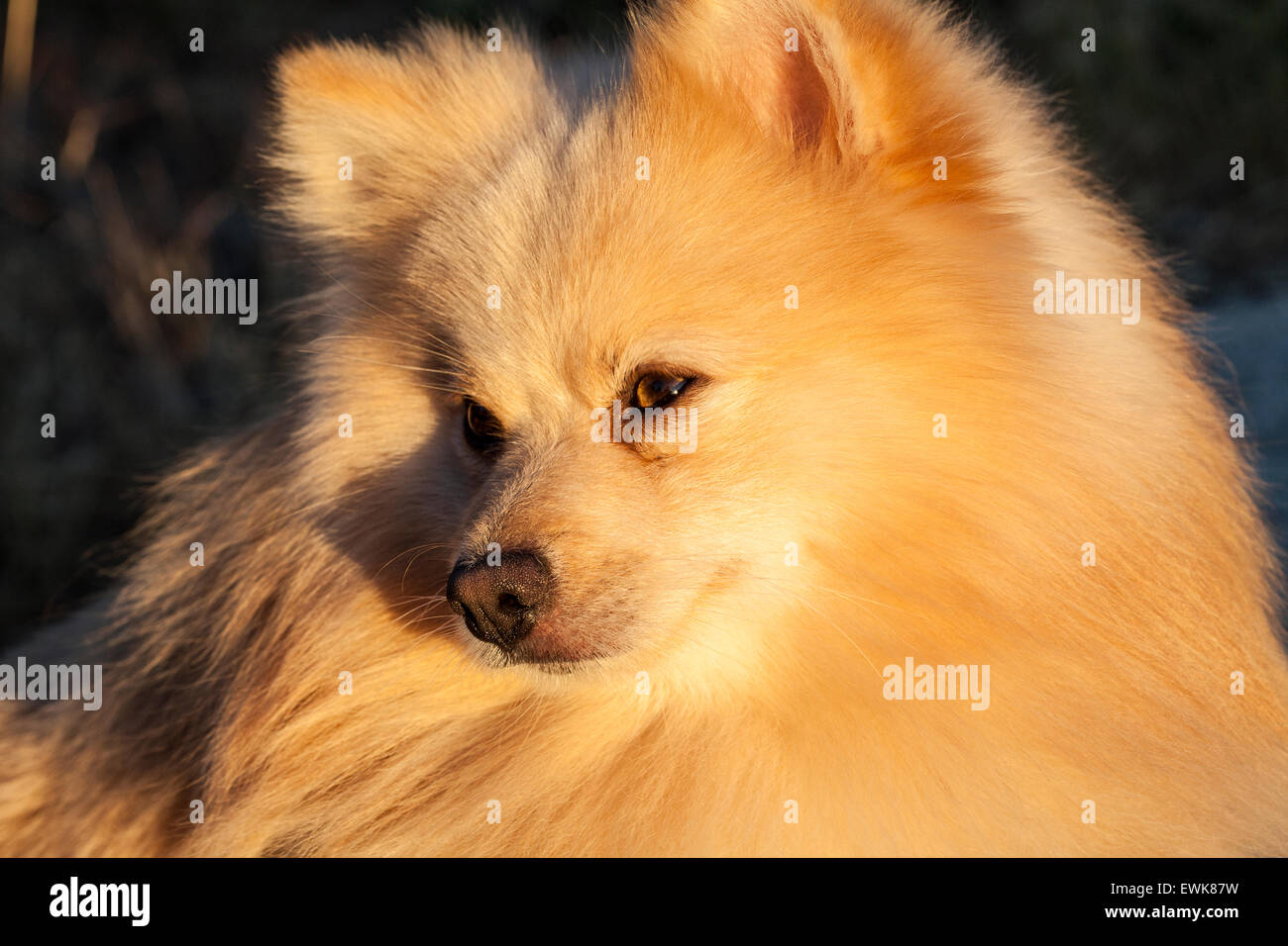 German sptiz hi-res stock photography and images - Alamy