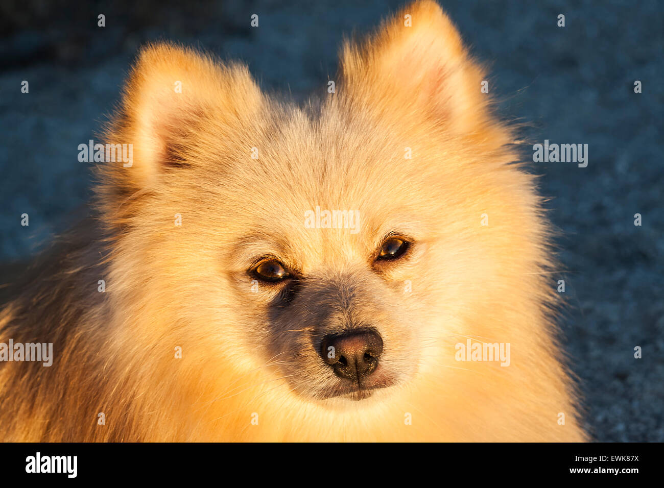 German spitz hi-res stock photography and images - Alamy