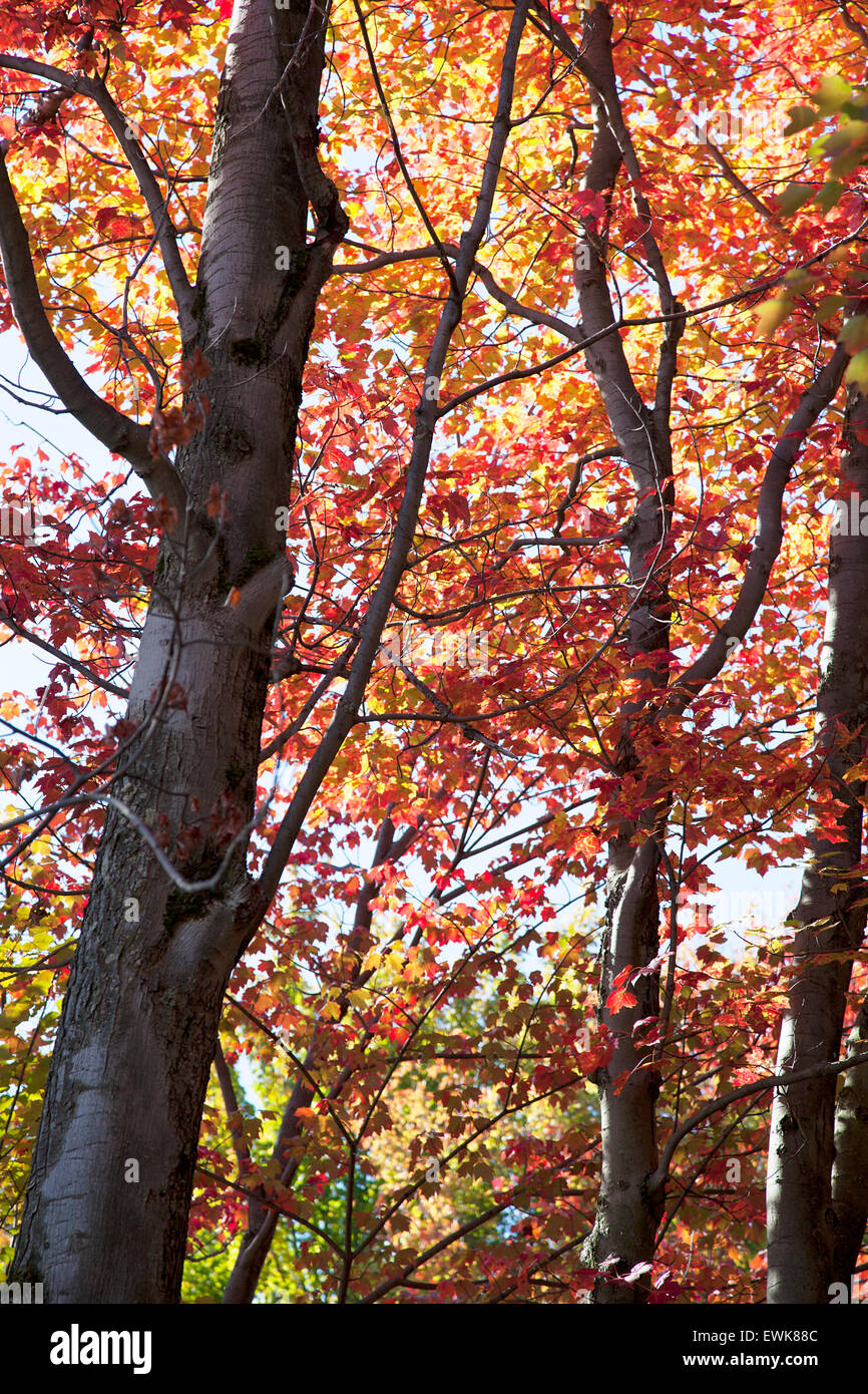 Maples in autumn Stock Photo - Alamy
