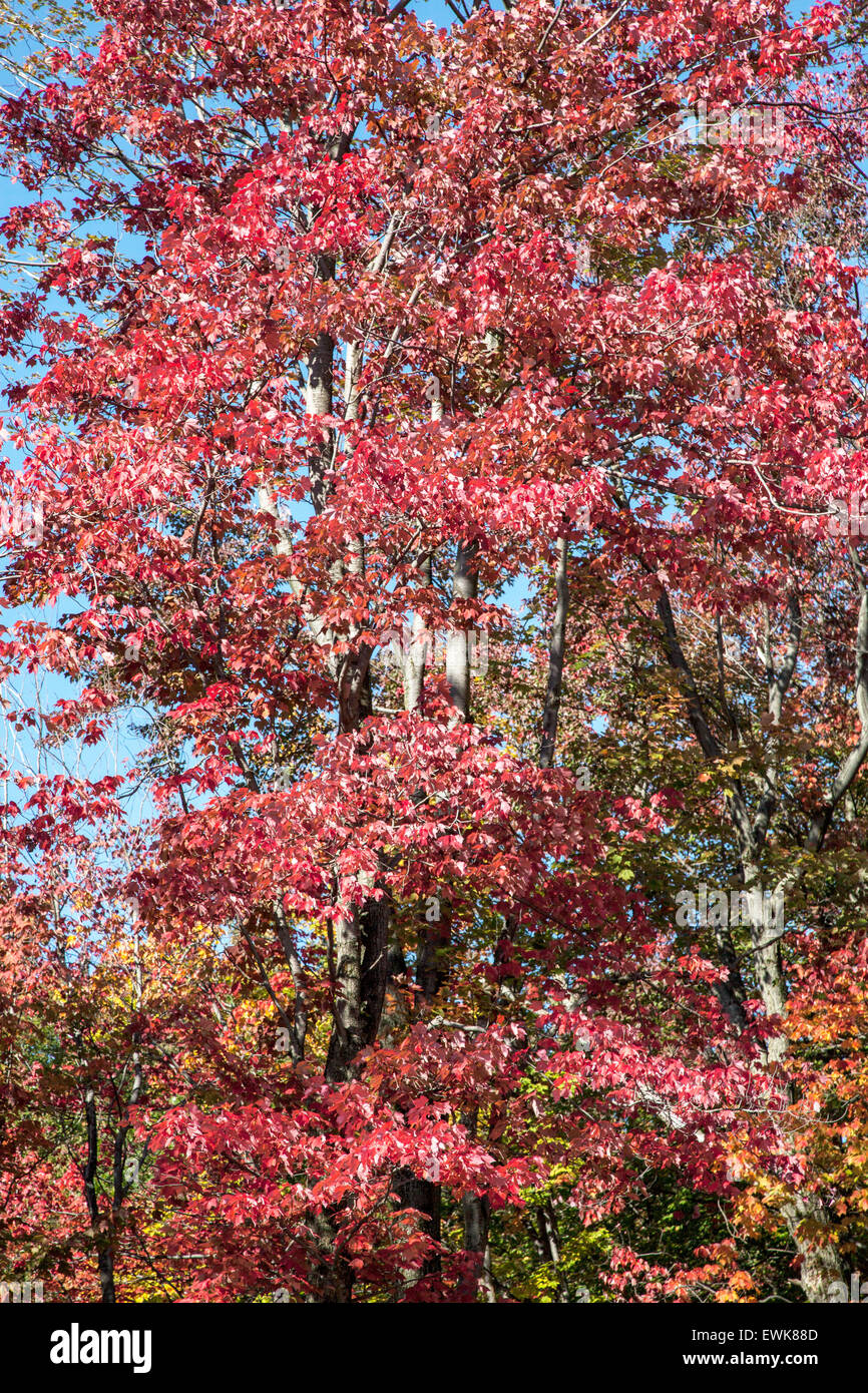 Maples in autumn Stock Photo - Alamy