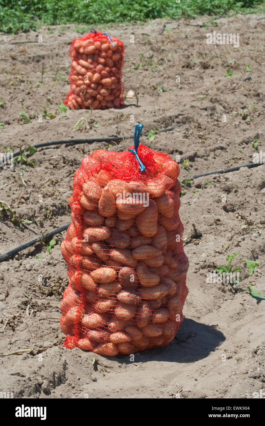 Two red sacks of Greek fresh organic potatoes collected and packaged in ...