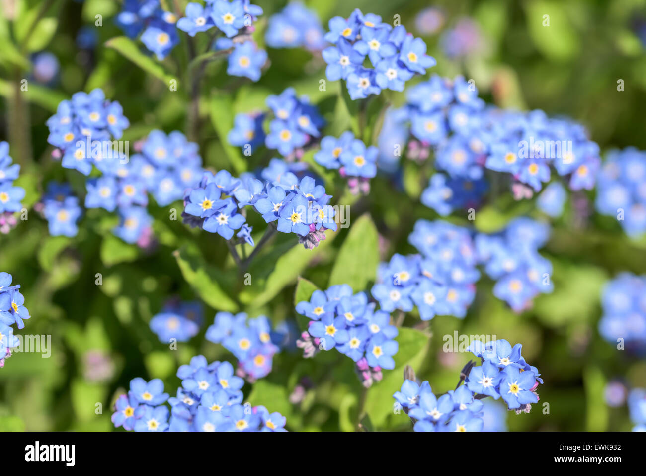 Field forget in bloom hi-res stock photography and images - Alamy