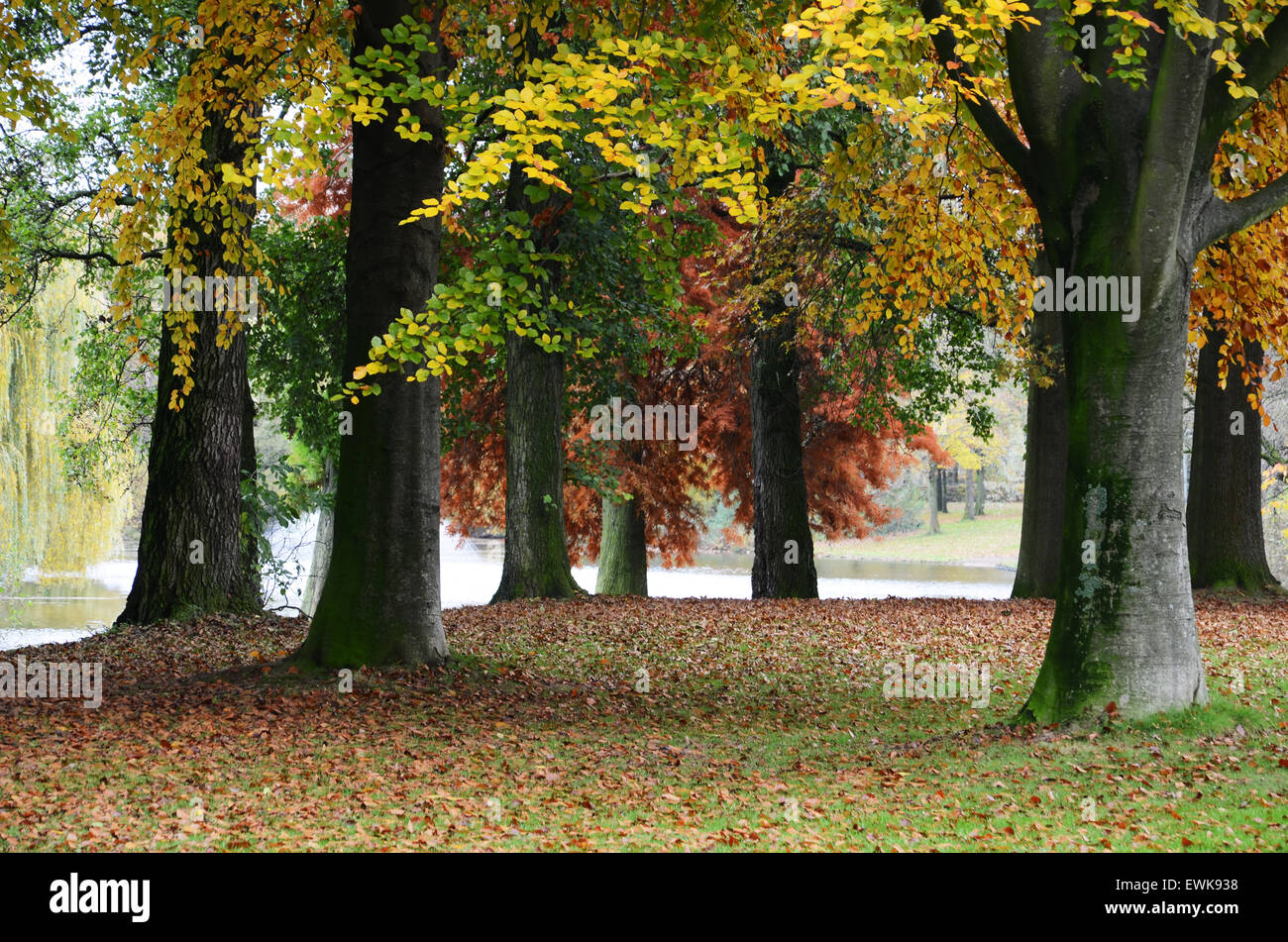 Beech red russet green yellow golden season hi-res stock photography ...