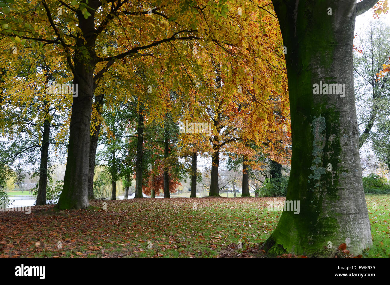 cluster of beech trees in fall Stock Photo - Alamy