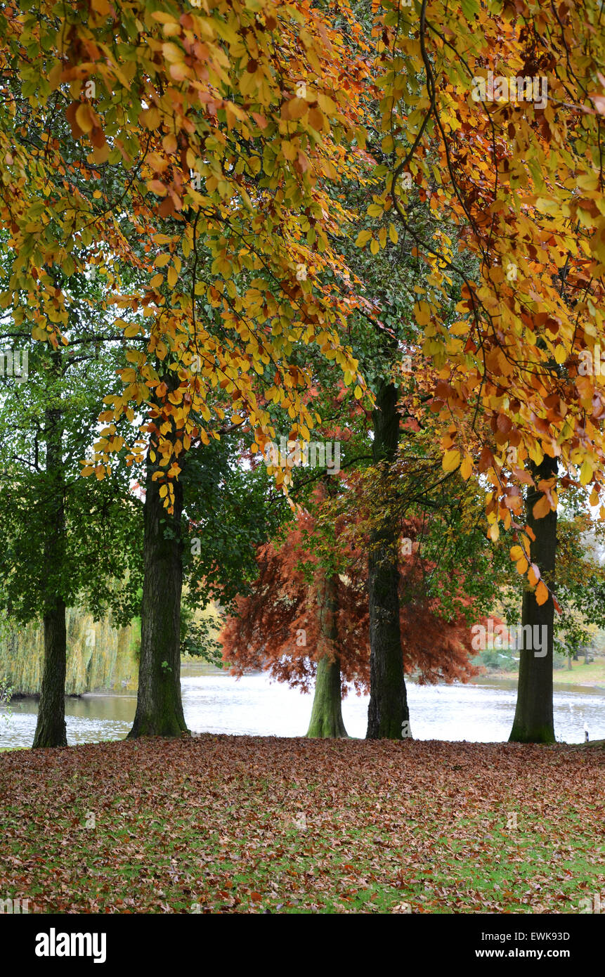 cluster of beech trees in fall Stock Photo - Alamy