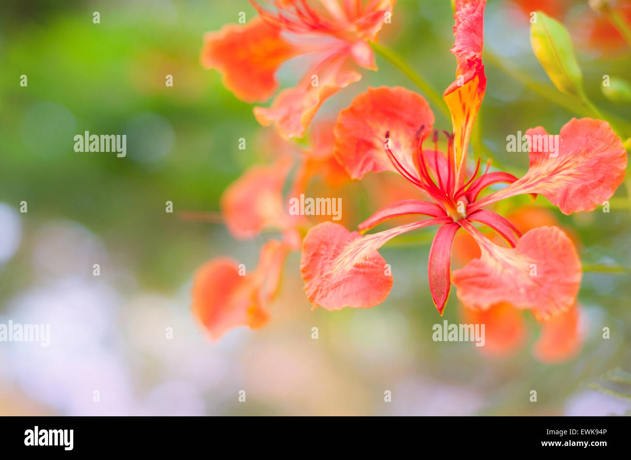 Beautiful bokeh flower hi-res stock photography and images - Alamy