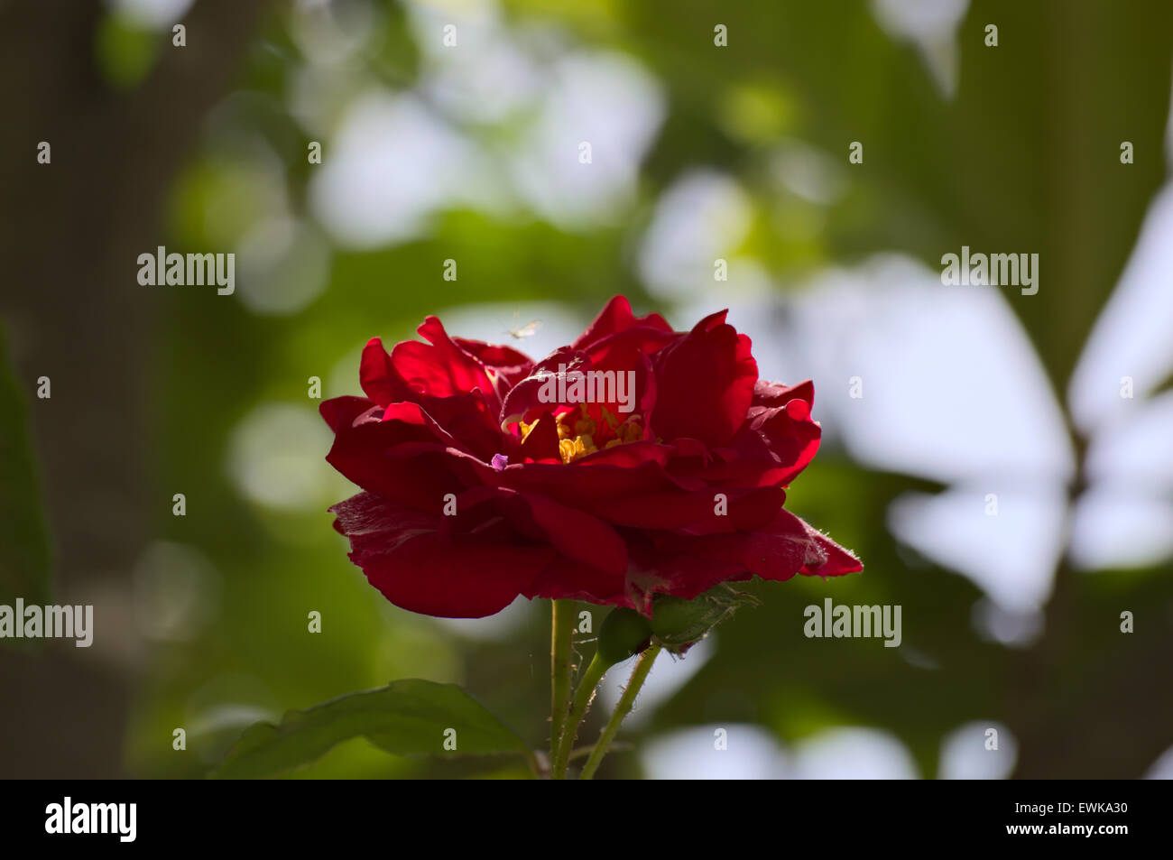 Rose in shadow hi-res stock photography and images - Alamy