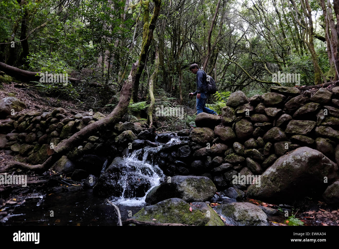 Hikers at the sub-tropical laurel greenery of El Cedro forest in the ...