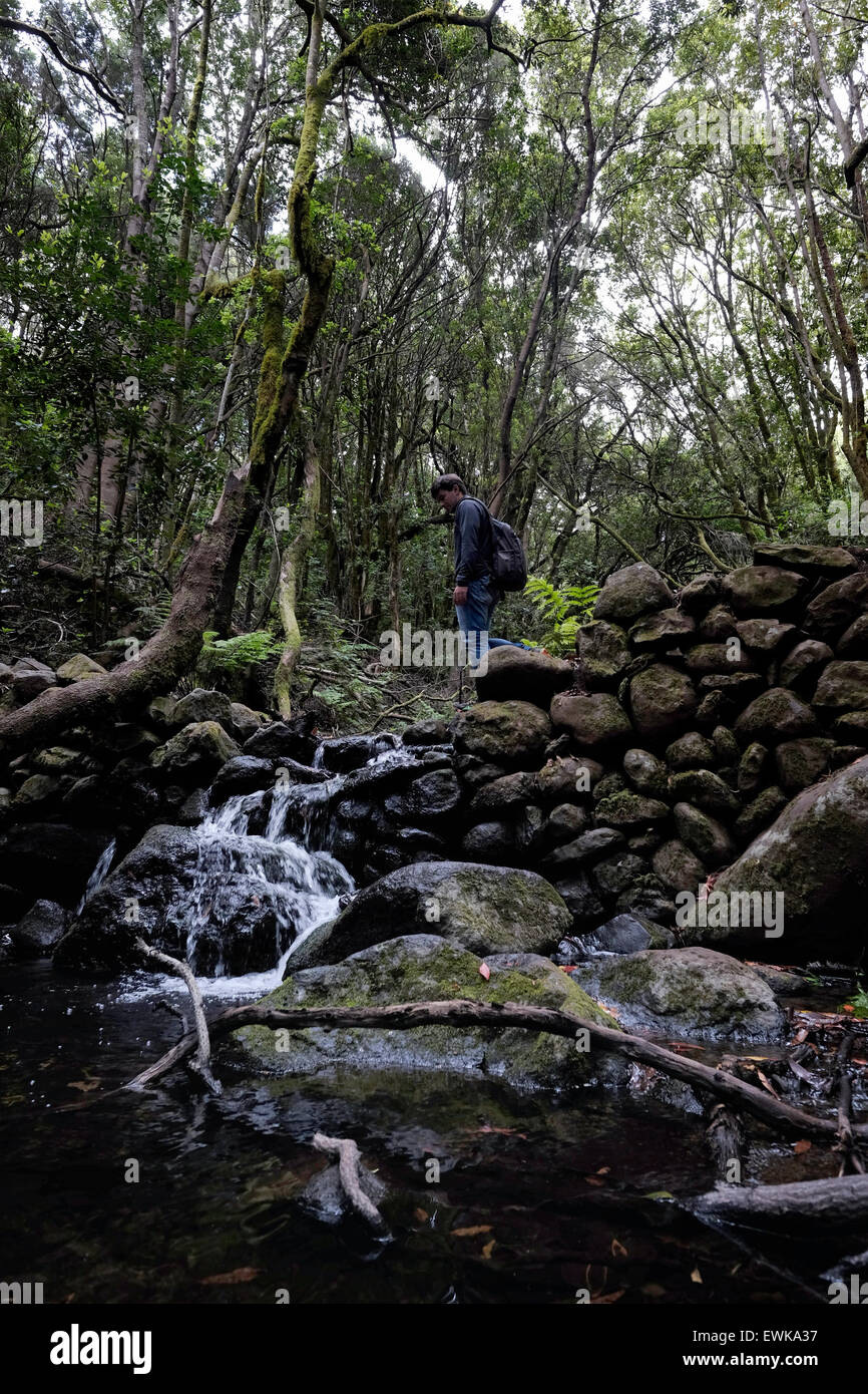 Hiker at the sub-tropical laurel greenery of El Cedro forest in the ...