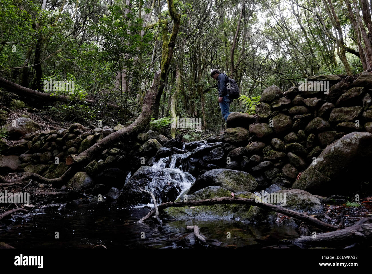 Hikers at the sub-tropical laurel greenery of El Cedro forest in the ...