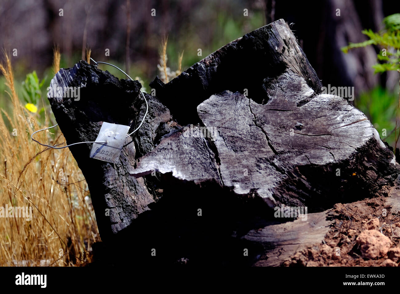 A charred remains of a tree stump is marked for forestry research after ...
