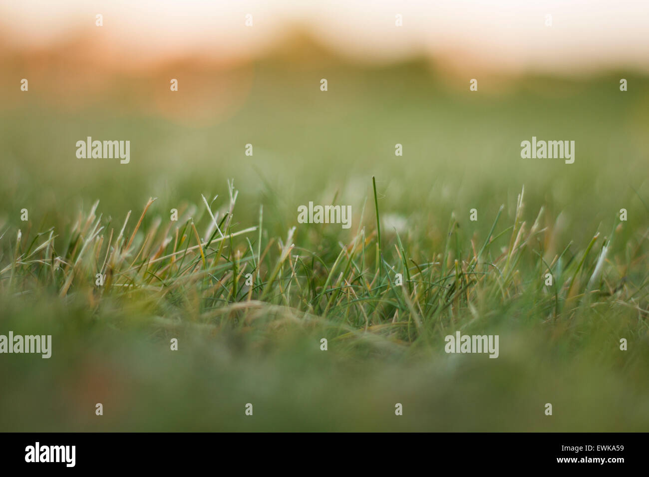 Selected linear focus on blades of grass, taken during the summer of ...