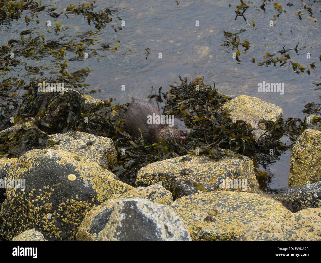 Otter eating fish Isle of Mull Argyll and Bute Scotland standing on ...