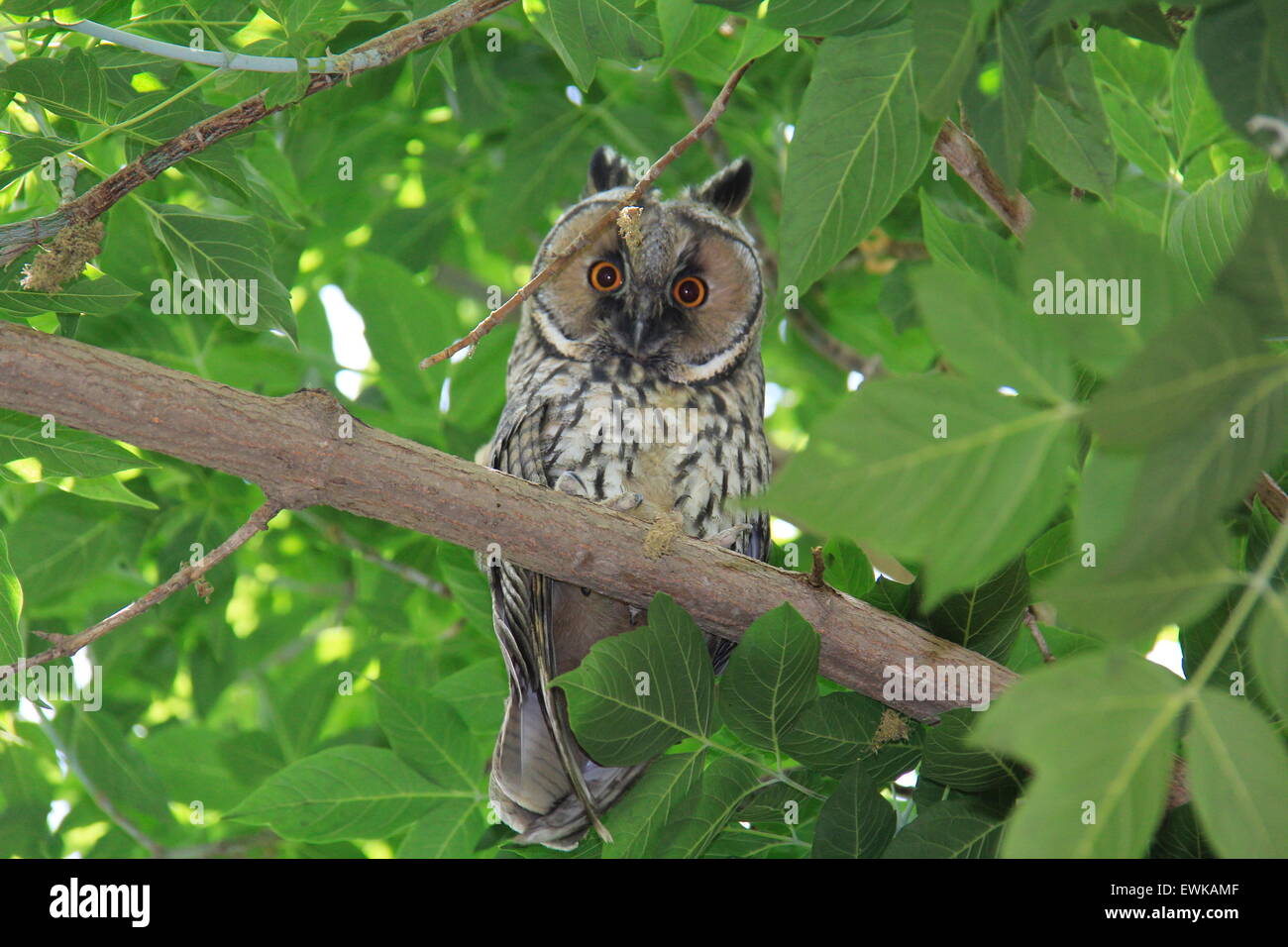 Little owl on tree hi-res stock photography and images - Alamy