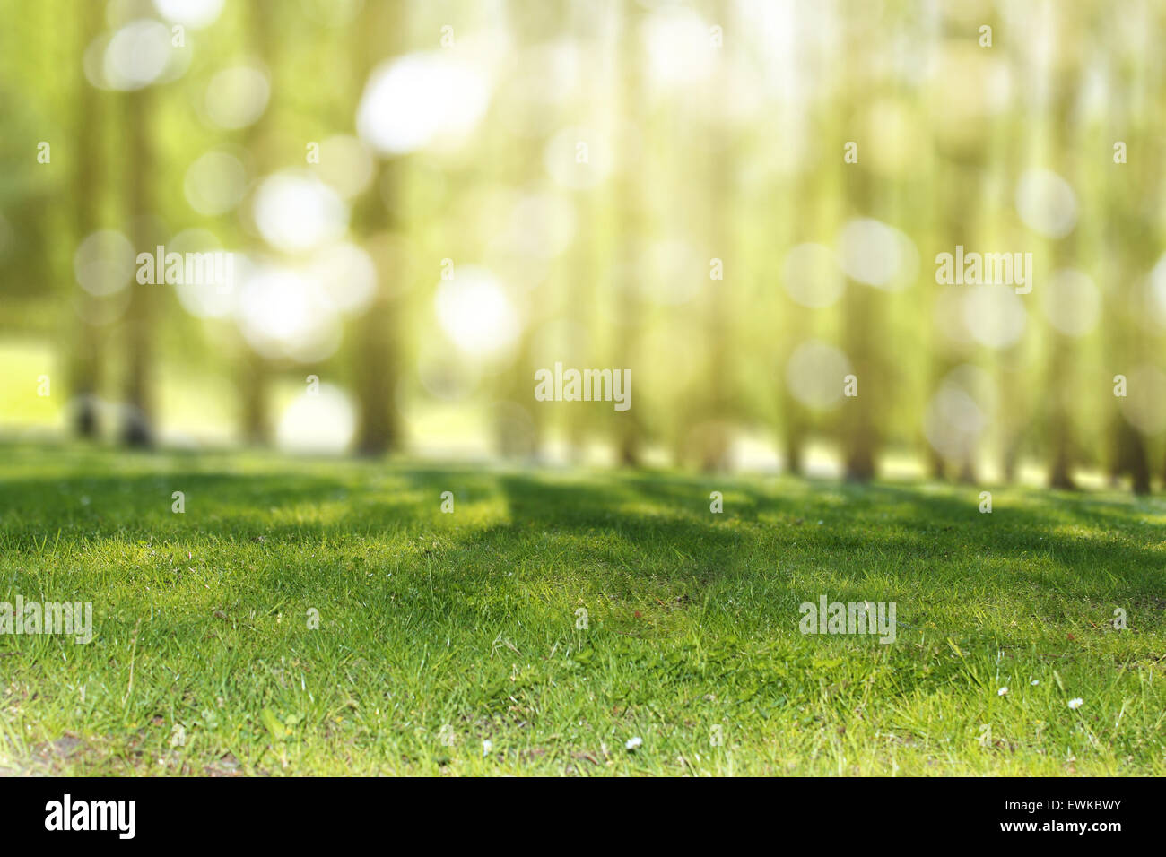 Grass background with bokeh Stock Photo - Alamy