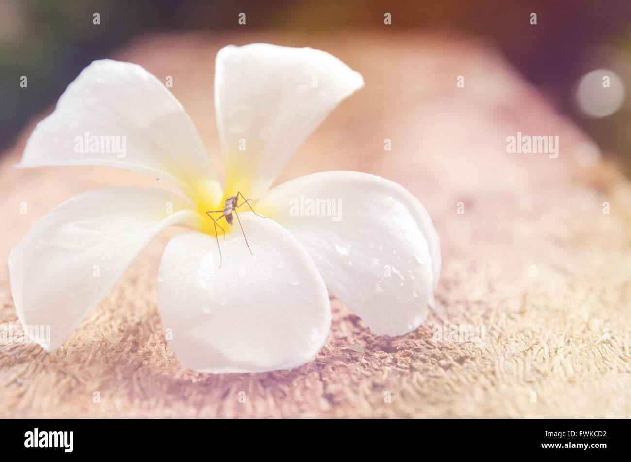 Beautiful flowe, beautiful nature on old wood Stock Photo - Alamy