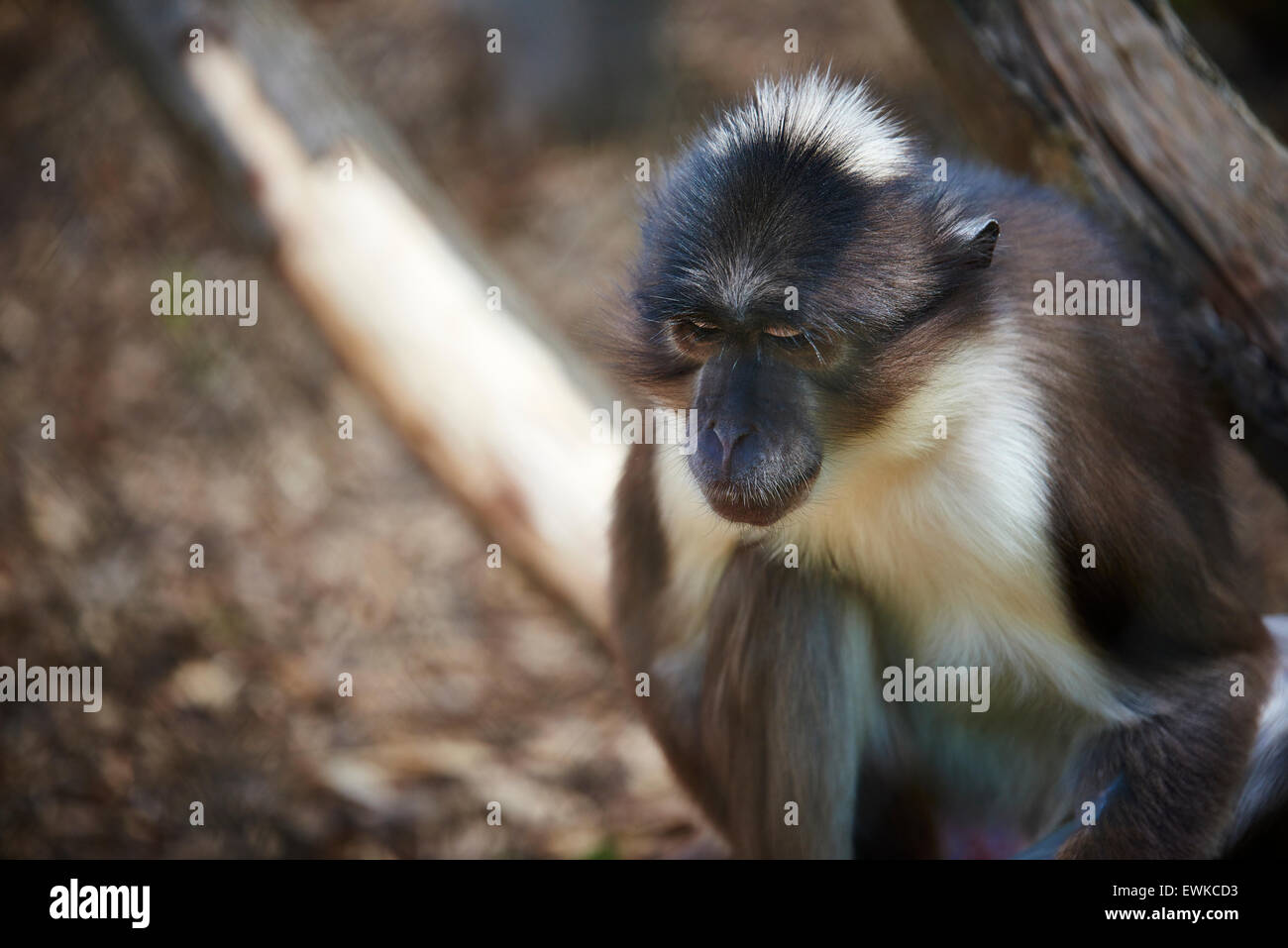 Portrait of White-naped mangabey looking down, giving the impression of ...