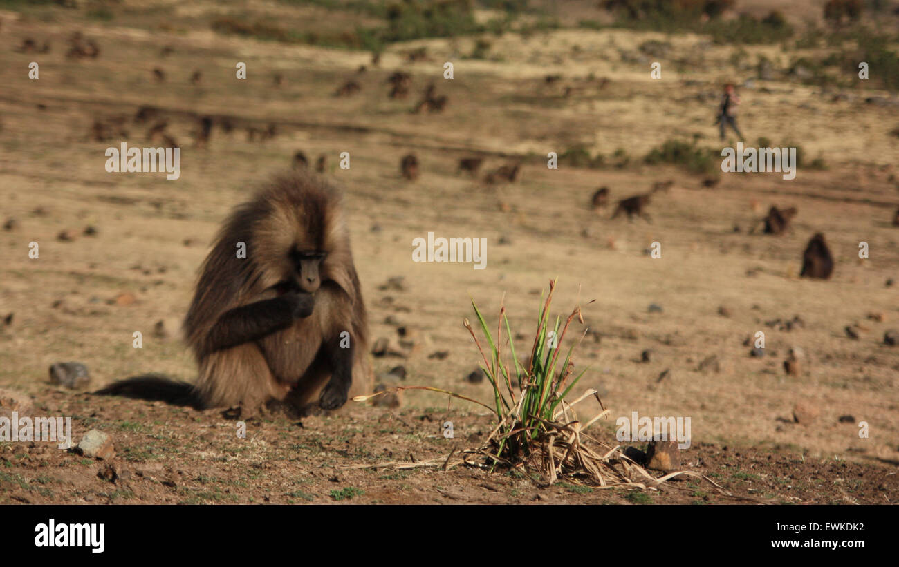 Ethiopian baboon hi-res stock photography and images - Alamy