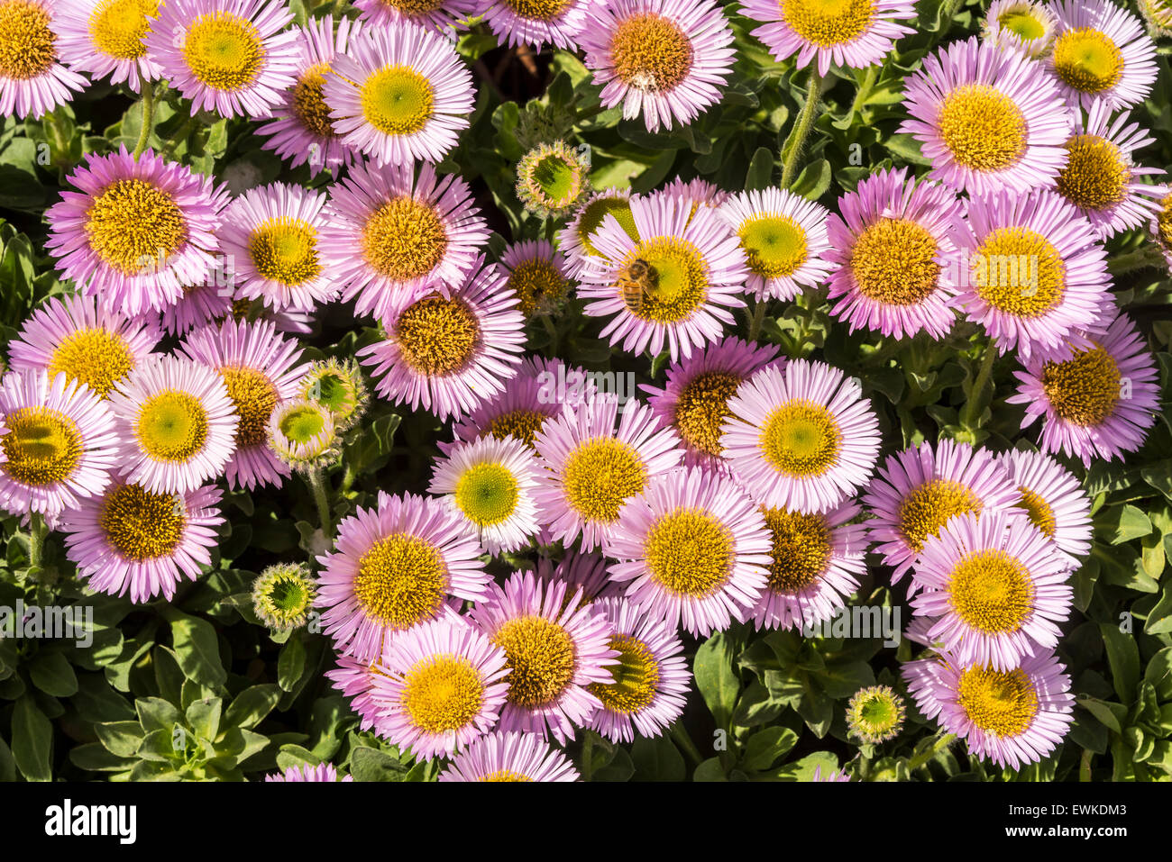 Pollen daisy like flowers hi-res stock photography and images - Alamy