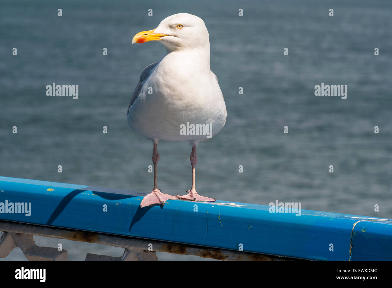 Lone seagull bird standing on a pier rail Stock Photo - Alamy