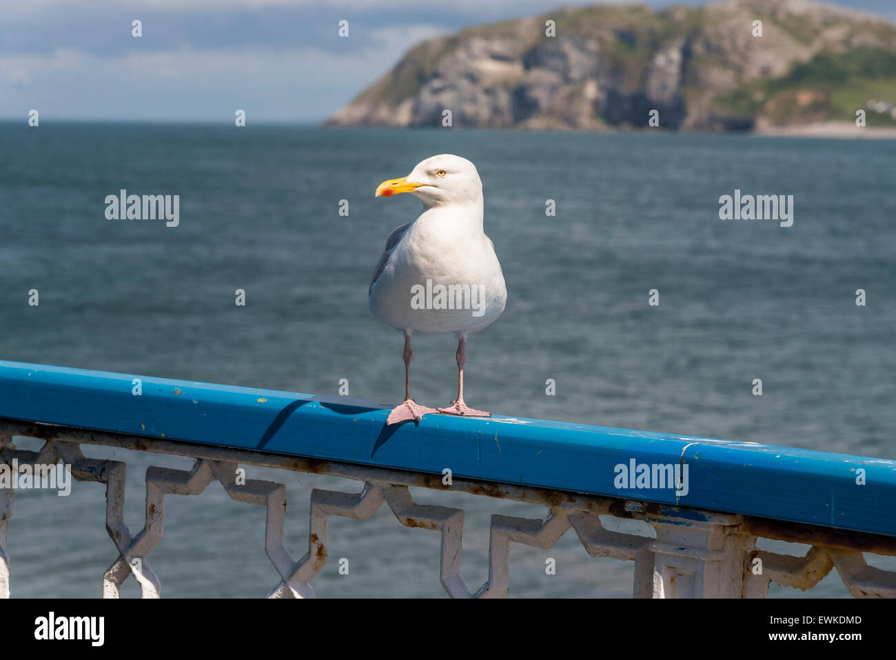 Lone seagull bird standing on a pier rail with the Little Orme in the ...