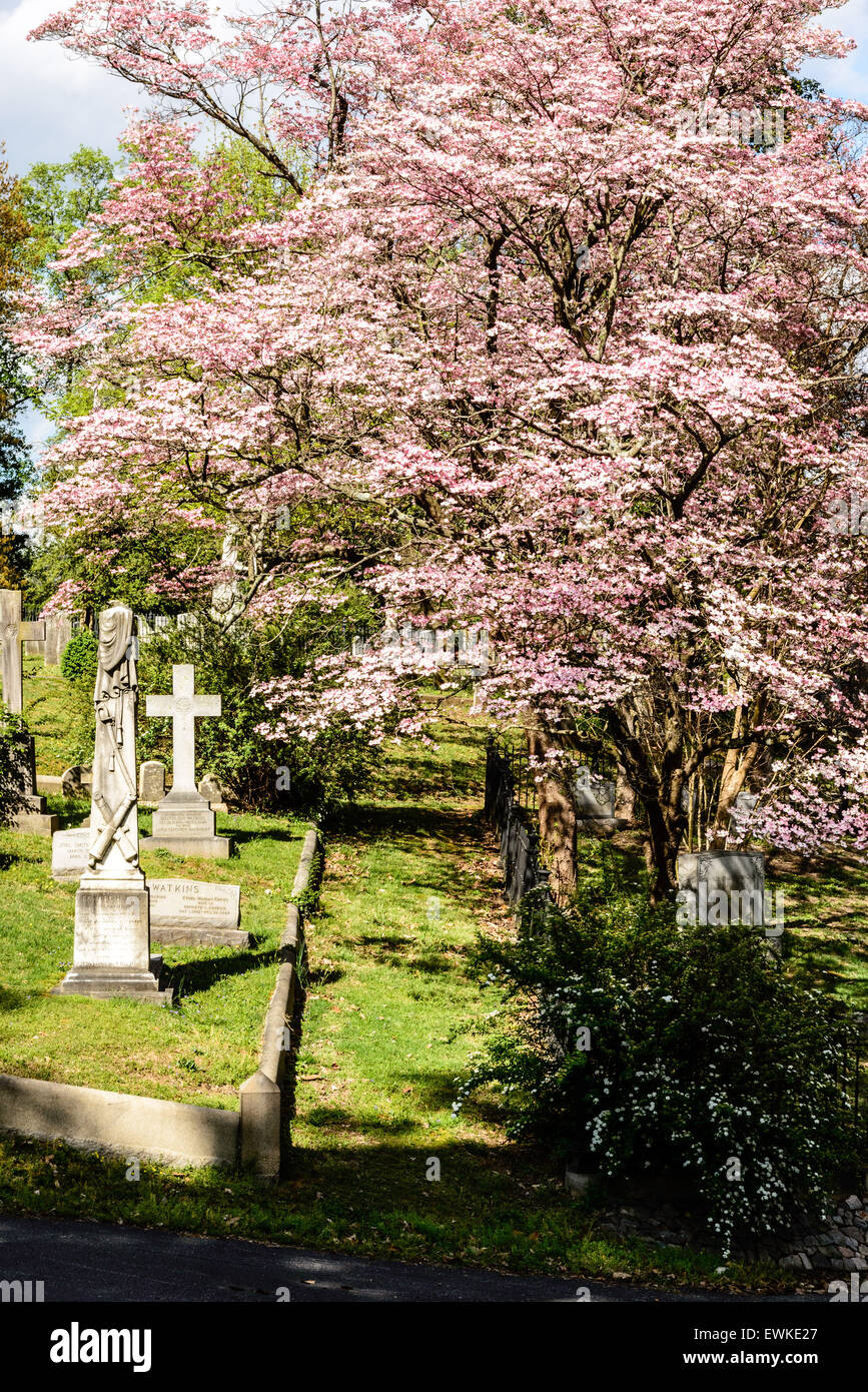 Pink Flowering Dogwoods, Hollywood Cemetery, Richmond, Virginia Stock ...