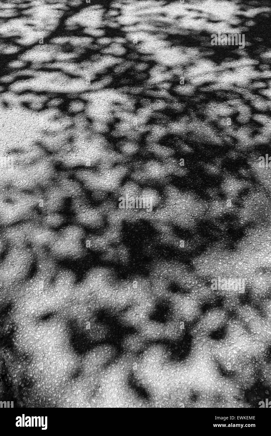 Mysterious calligraphy of trees (one of a series Stock Photo - Alamy